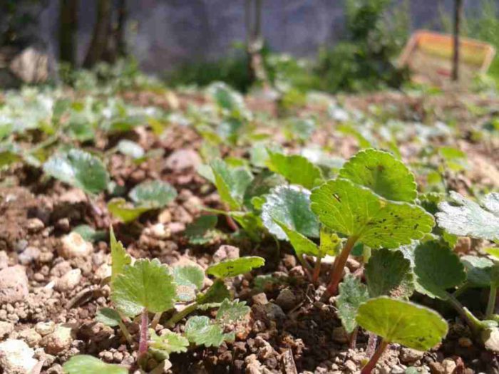 6 Manfaat Purwaceng, Bukan Hanya Meningkatkan Gairah Seksual!