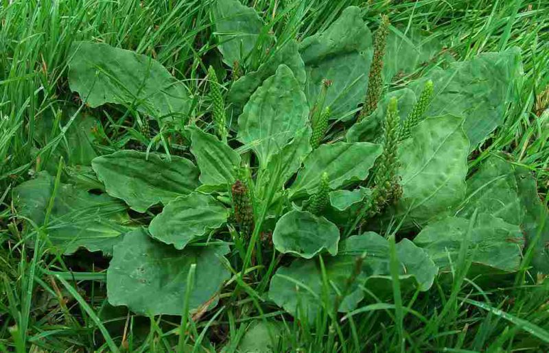 Daun Sendok: 10 Manfaat, Efek Samping, dll - DokterSehat