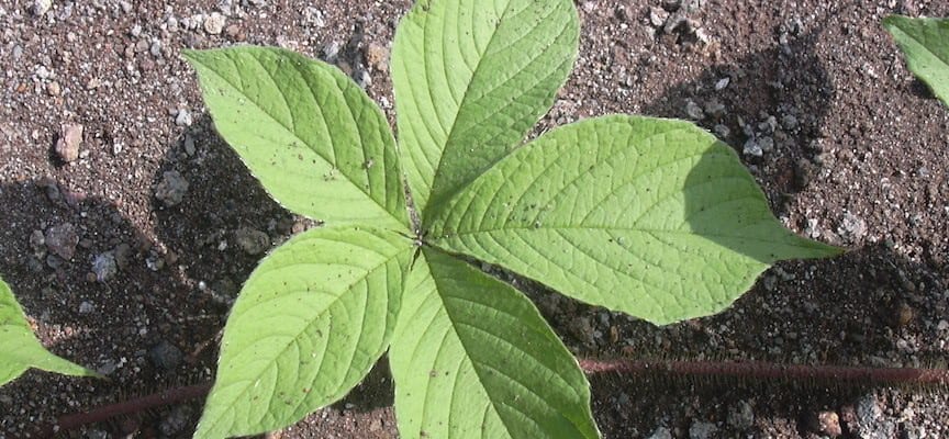 Bidara Upas - Pengobatan Alternatif - DokterSehat