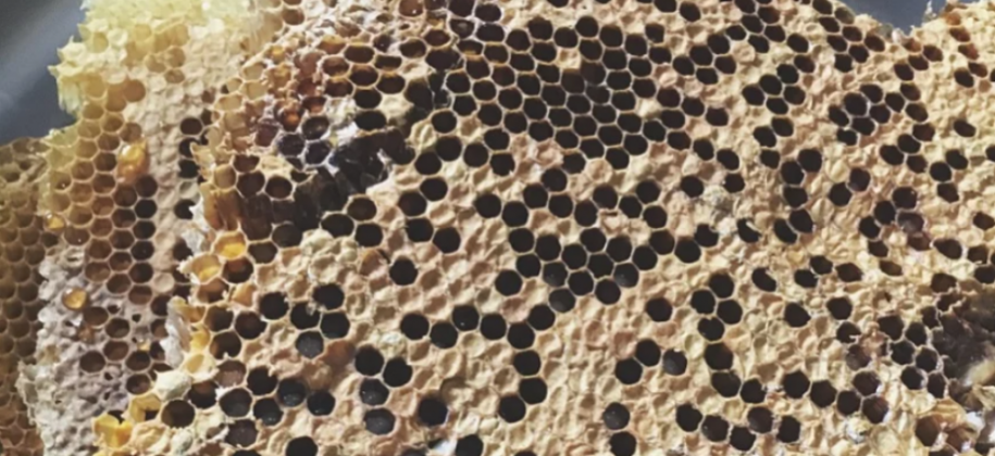 Trypophobia: Penyebab, Gejala, Cara Mengatasi - DokterSehat