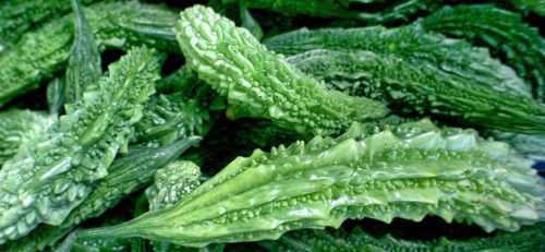 Manfaat Hebat dari Sayur Pahit