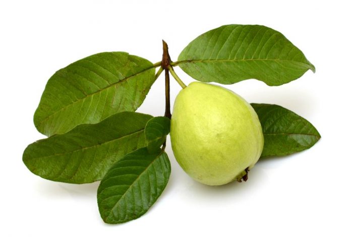 15 Manfaat Daun Jambu Biji bagi Kesehatan (Paling Lengkap!)