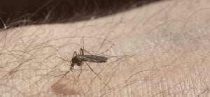 Mengenal Demam Kuning dari Afrika - DokterSehat