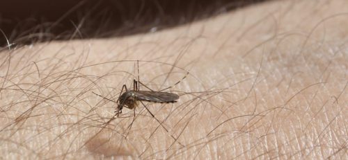 Mengenal Demam Kuning dari Afrika - DokterSehat