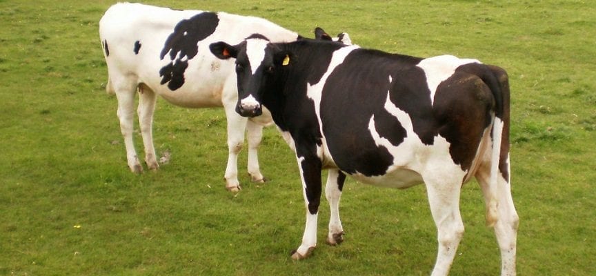 Tak Disangka, Air Kencing Sapi Ternyata Memiliki Banyak Manfaat ...