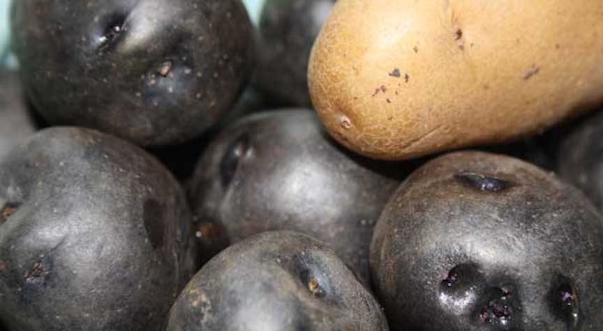 Have You Ever Recognized Black Potatoes? - lovetolife