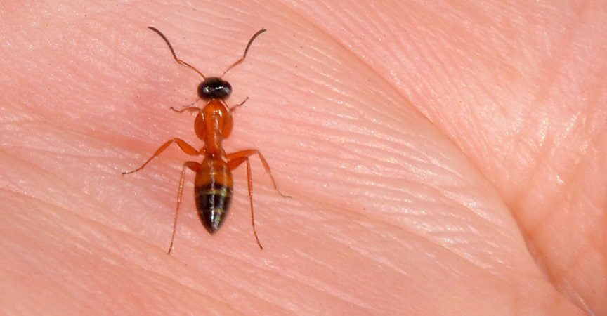 Aduh! Ada Semut Keluar dari Mata Bocah Ini Setiap Hari