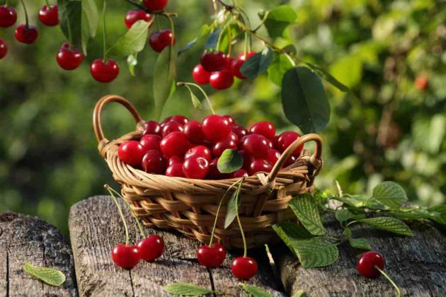 12 Manfaat Buah Ceri untuk Kesehatan, Bisa Bikin Awet Muda!