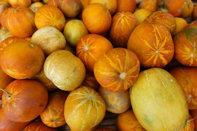 13 Manfaat Timun Suri bagi Kesehatan Tubuh