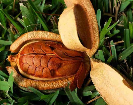 20 Manfaat Buah Mahoni yang Mengesankan