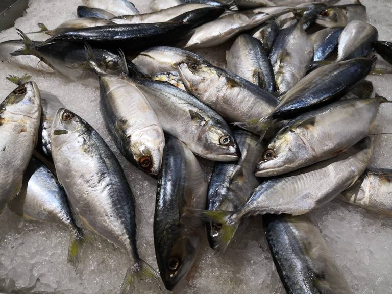 7 Jenis Ikan yang Kaya Omega-3