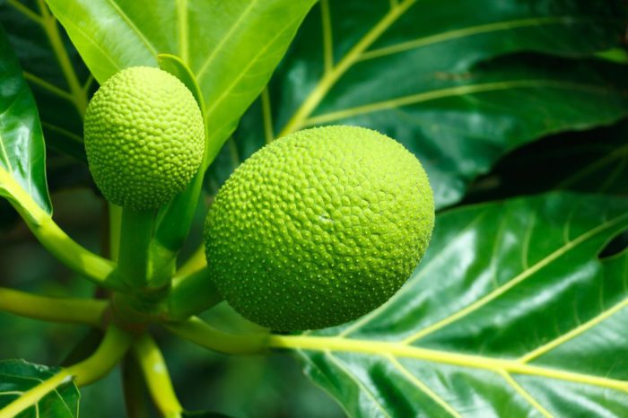 5 Khasiat Buah Sukun dan Kandungan Nutrisinya