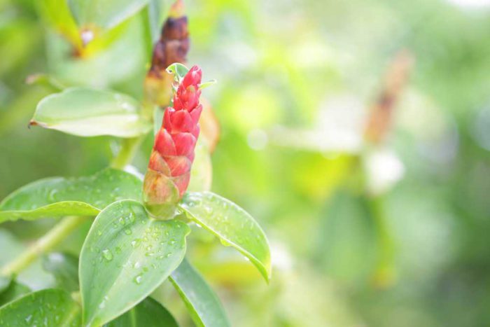 11 Manfaat Lempuyang (No. 6 Tak Disangka)