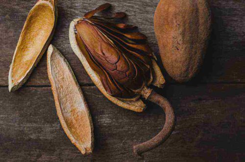 11 Manfaat Biji Mahoni, Benarkah Aman?