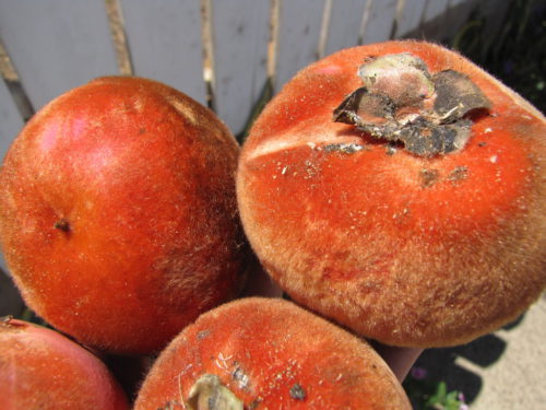 7 Manfaat Buah Bisbul, si 'Buah Mentega'