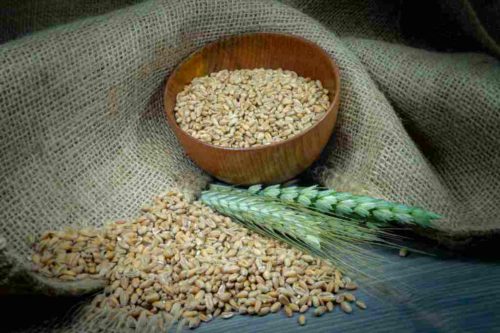 11 Manfaat Gandum Jika Dikonsumsi Rutin