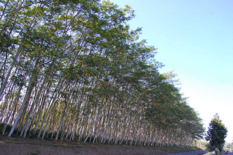 Manfaat Pohon Sengon untuk Kehidupan (Lengkap)