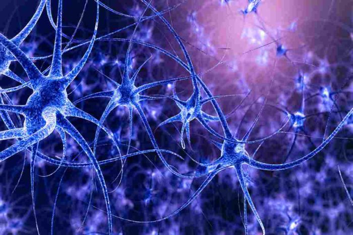 Sistem Saraf pada Manusia: Jenis, Fungsi, Penyakit, dll