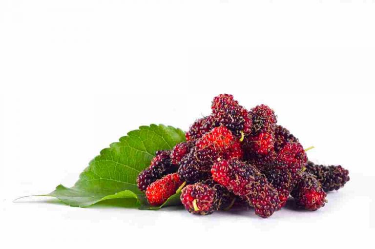 Buah Murbei: Manfaat, Nutrisi, dan Kandungannya (Paling Lengkap)