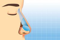 Hidung: Fungsi, Anatomi, Risiko Penyakit - DokterSehat