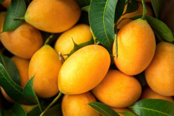 11 Manfaat Buah Gandaria bagi Kesehatan (Bumil Baca) - DokterSehat