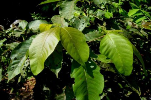 Daun Laban: Manfaat dan Kandungan | Penangkal Virus Corona?