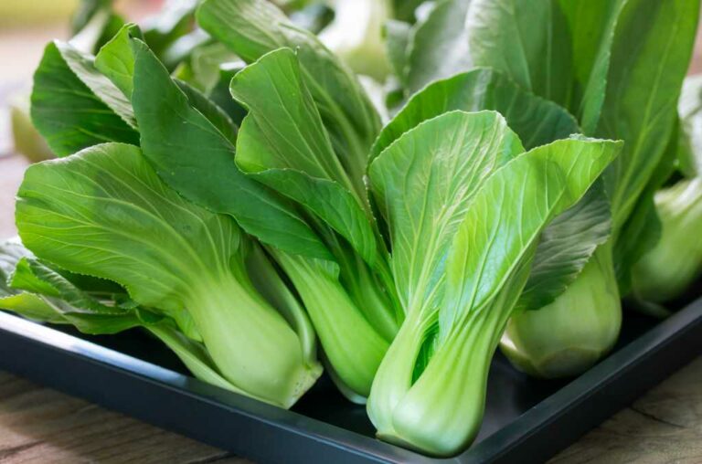 10 Manfaat Pakcoy, Kurangi Kulit Keriput hingga Peradangan