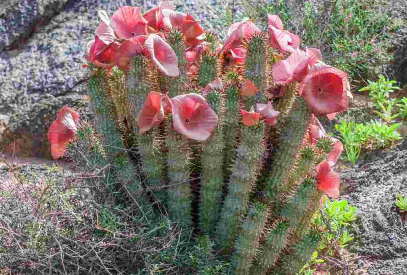 Hoodia: Manfaat, Dosis, Efek Samping, dll - DokterSehat