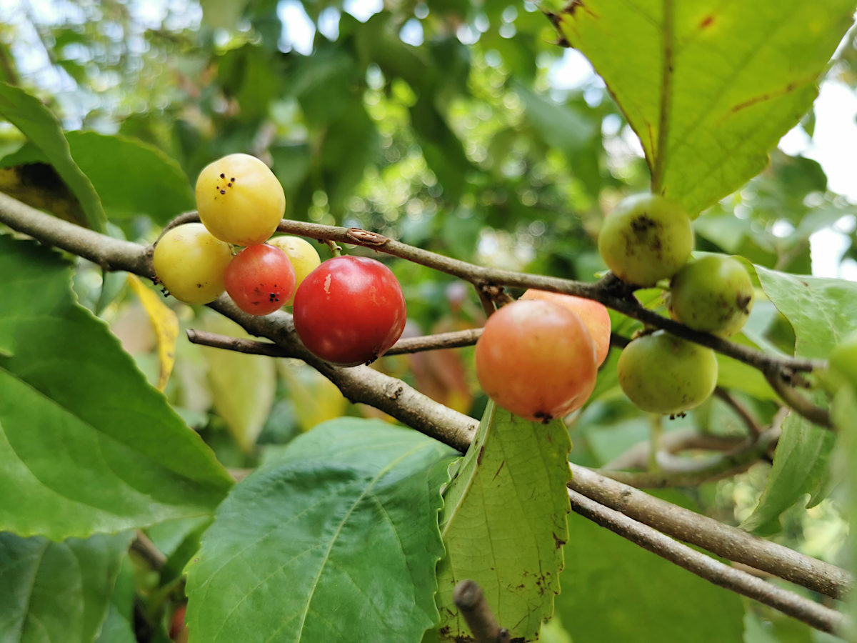 10 Manfaat Buah Lobi-Lobi bagi Kesehatan yang Belum Diketahui