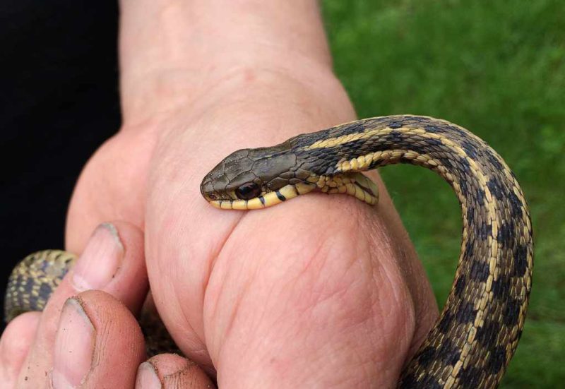 Pertolongan Pertama Digigit Ular Berbisa yang Harus Dilakukan!