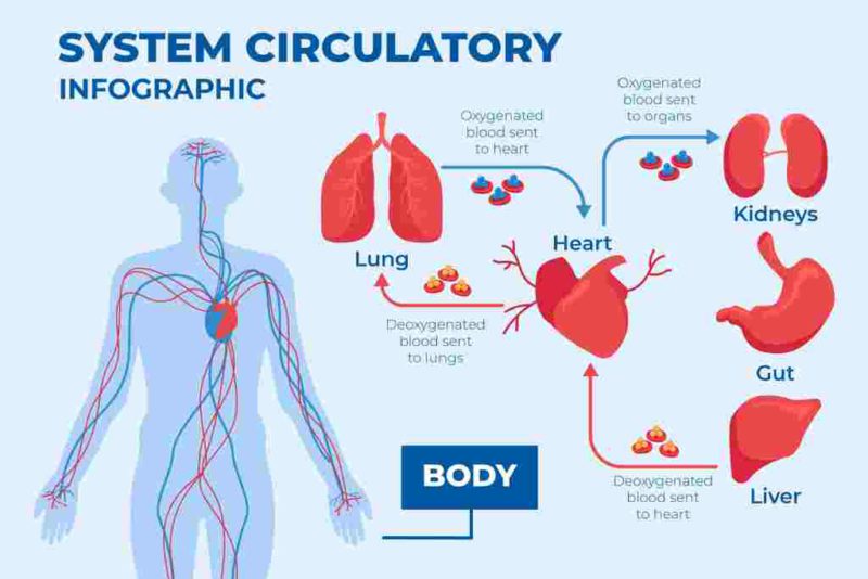 Ketahui Perbedaan Peredaran Darah Besar dan Kecil - DokterSehat