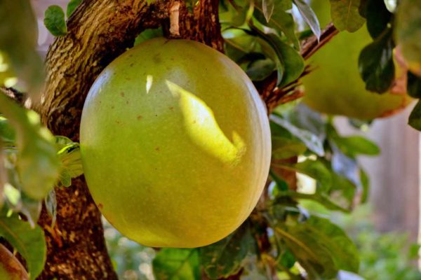 6 Manfaat Buah Berenuk untuk Kesehatan - DokterSehat