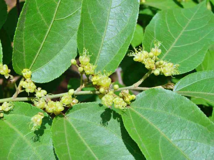 Manfaat Daun Jati Belanda, Melangsingkan hingga Cegah Kanker