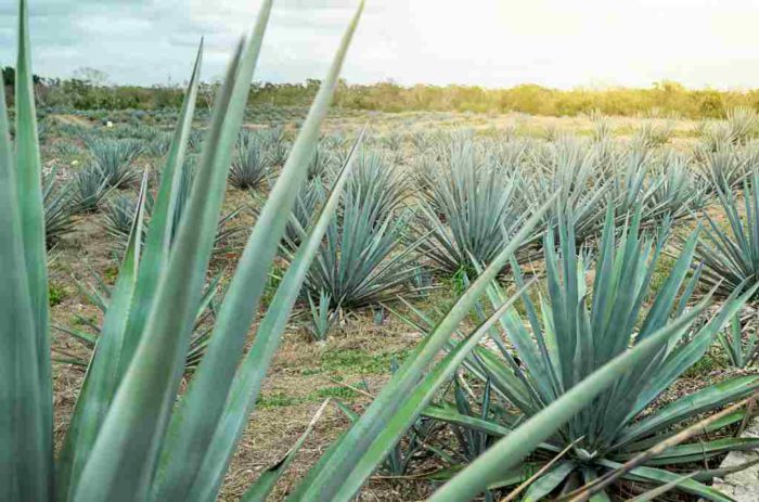 Manfaat Tanaman Agave, Bantu Atasi Depresi hingga Kontrol Gula Darah
