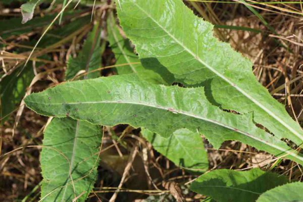 8 Manfaat Daun Tempuyung dan Cara Pengolahannya