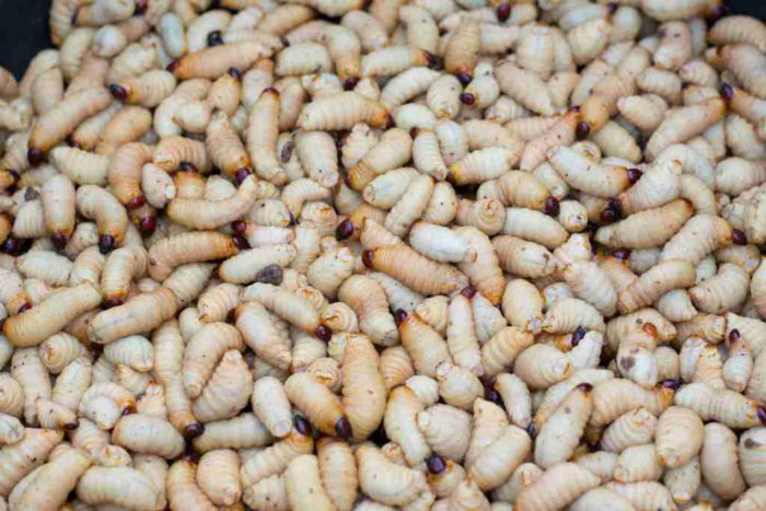 5 Manfaat Ulat Sagu untuk Kesehatan yang Sayang Dilewatkan