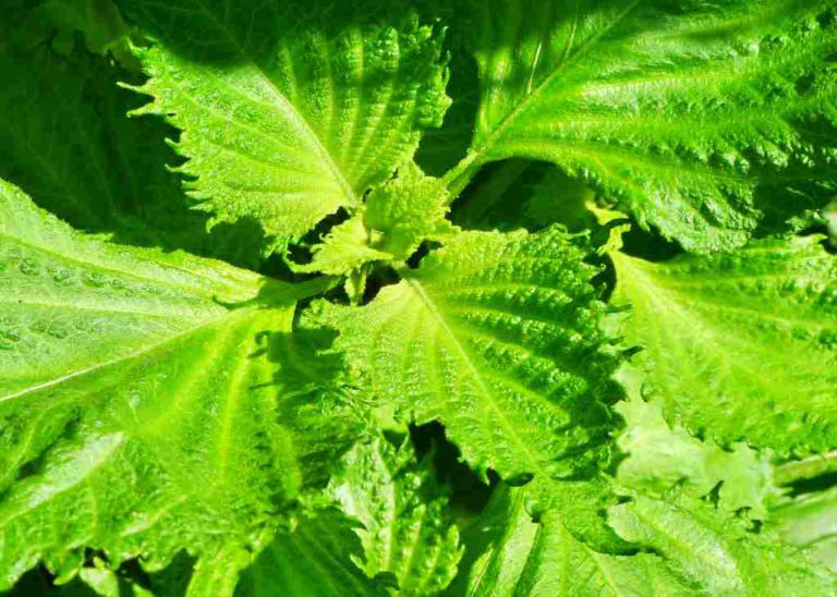 Populer di Korea, Ini 10 Manfaat Daun Perilla untuk Kesehatan